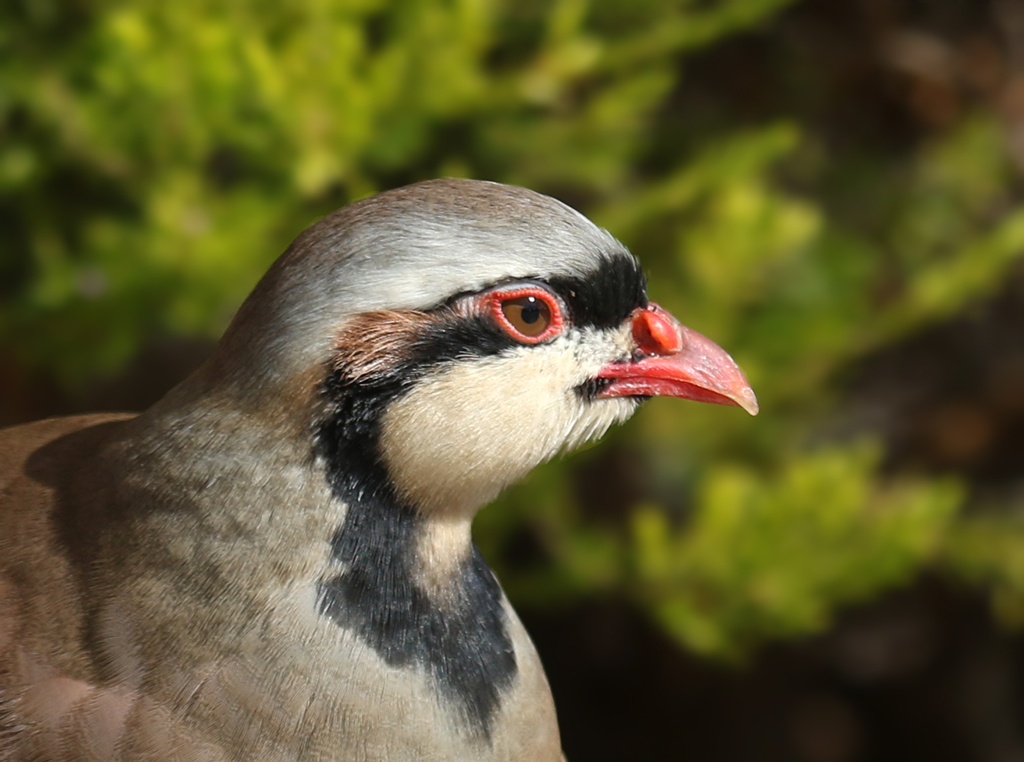 The Birding Lists Digest