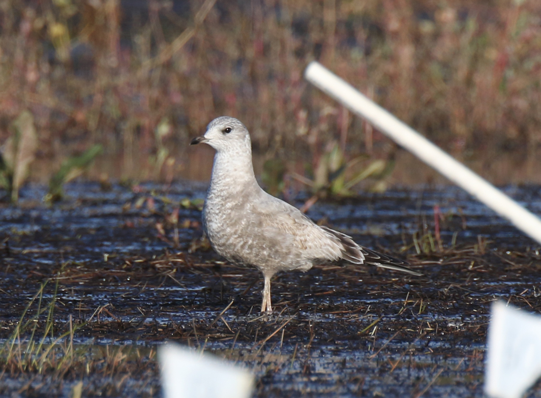The Birding Lists Digest