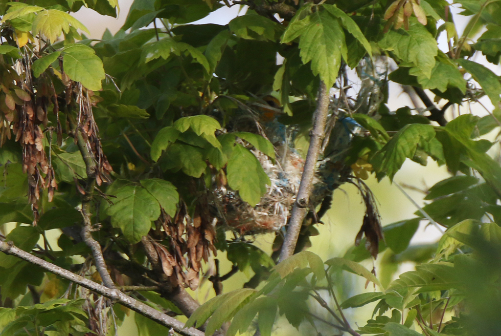 The Birding Lists Digest