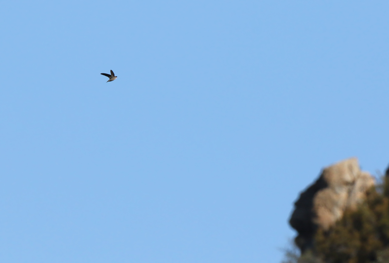 The Birding Lists Digest