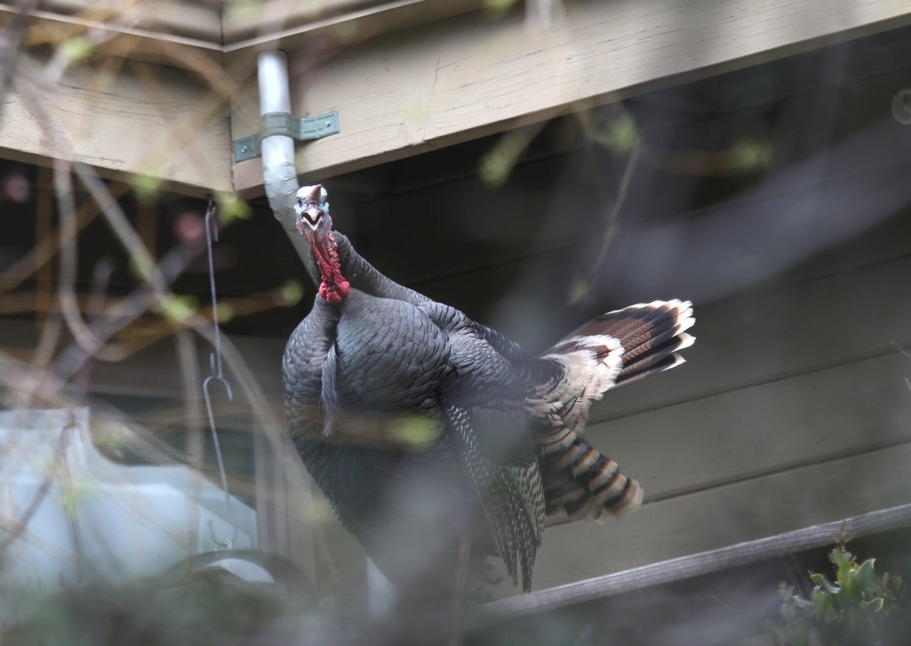 The Birding Lists Digest