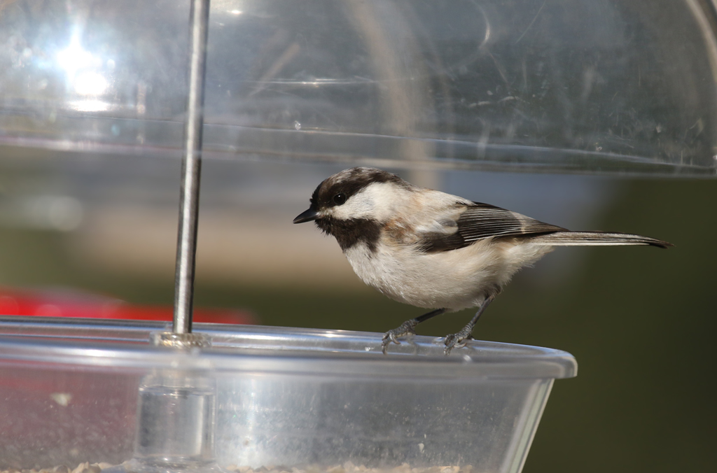 The Birding Lists Digest