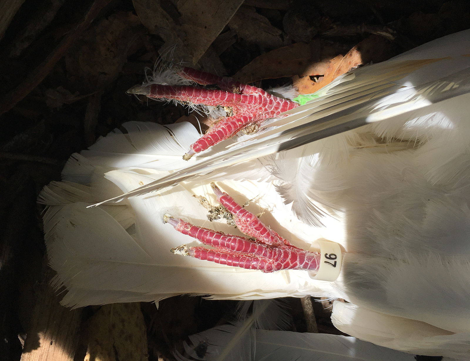 The Birding Lists Digest