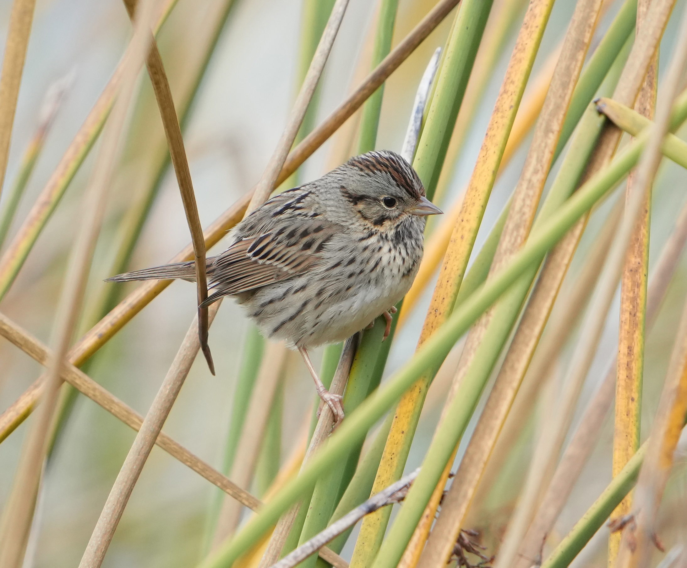 The Birding Lists Digest