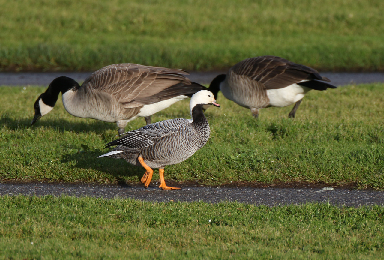 eBird Checklist - 5 Mar 2017 - Sharp Park Beaches and Golf Course ...