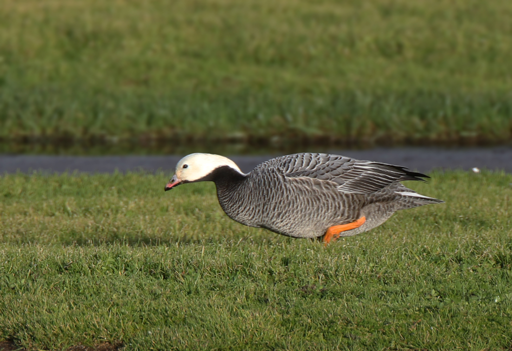 eBird Checklist - 5 Mar 2017 - Sharp Park Beaches and Golf Course ...