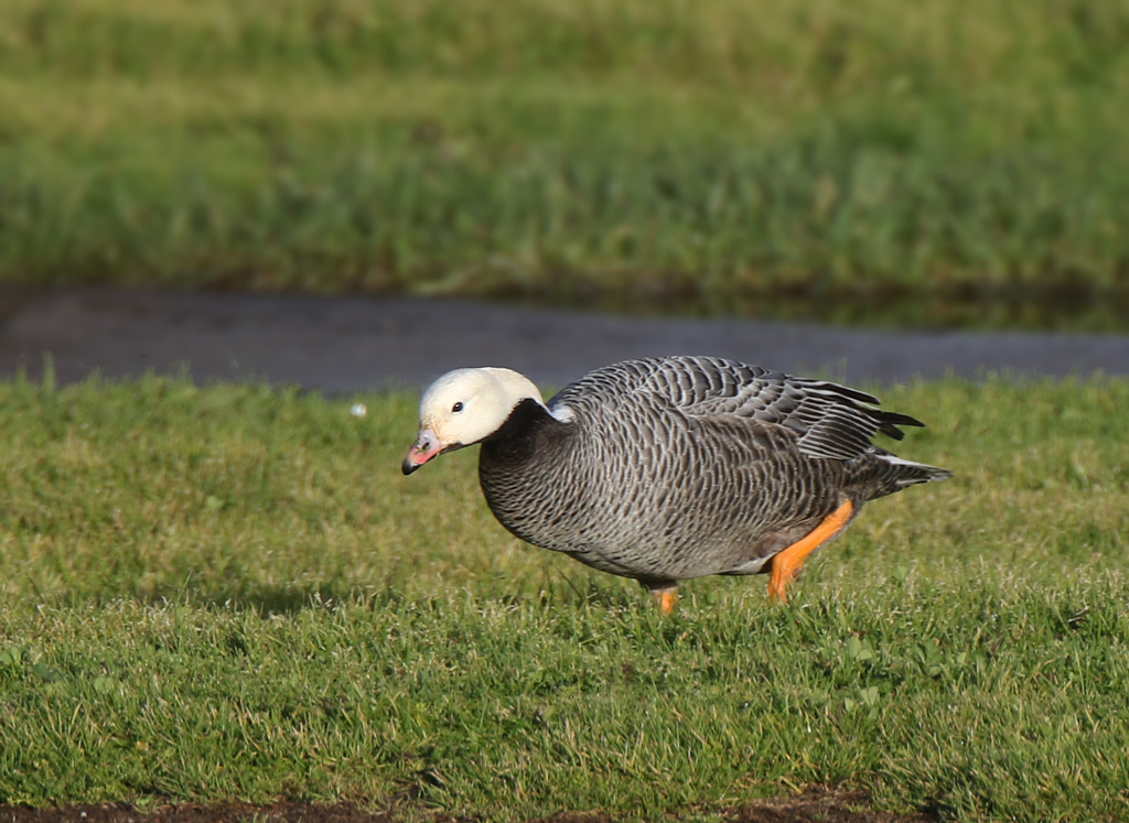 eBird Checklist - 5 Mar 2017 - Sharp Park Beaches and Golf Course ...