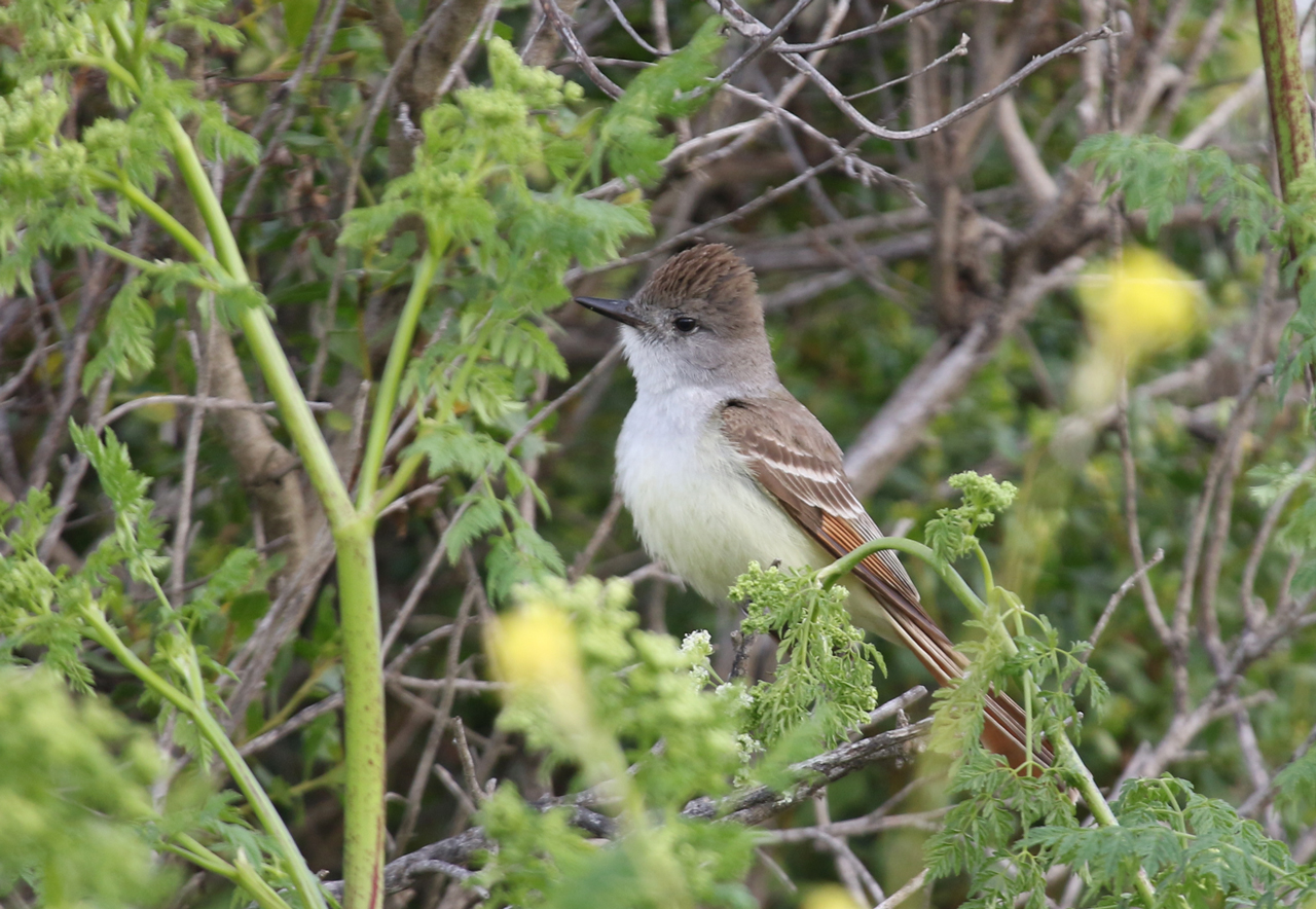 The Birding Lists Digest