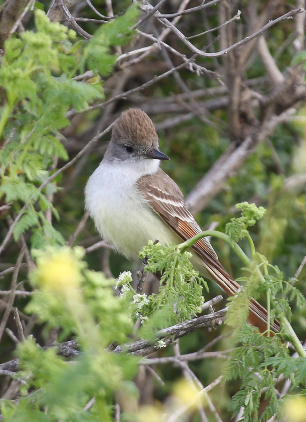 The Birding Lists Digest