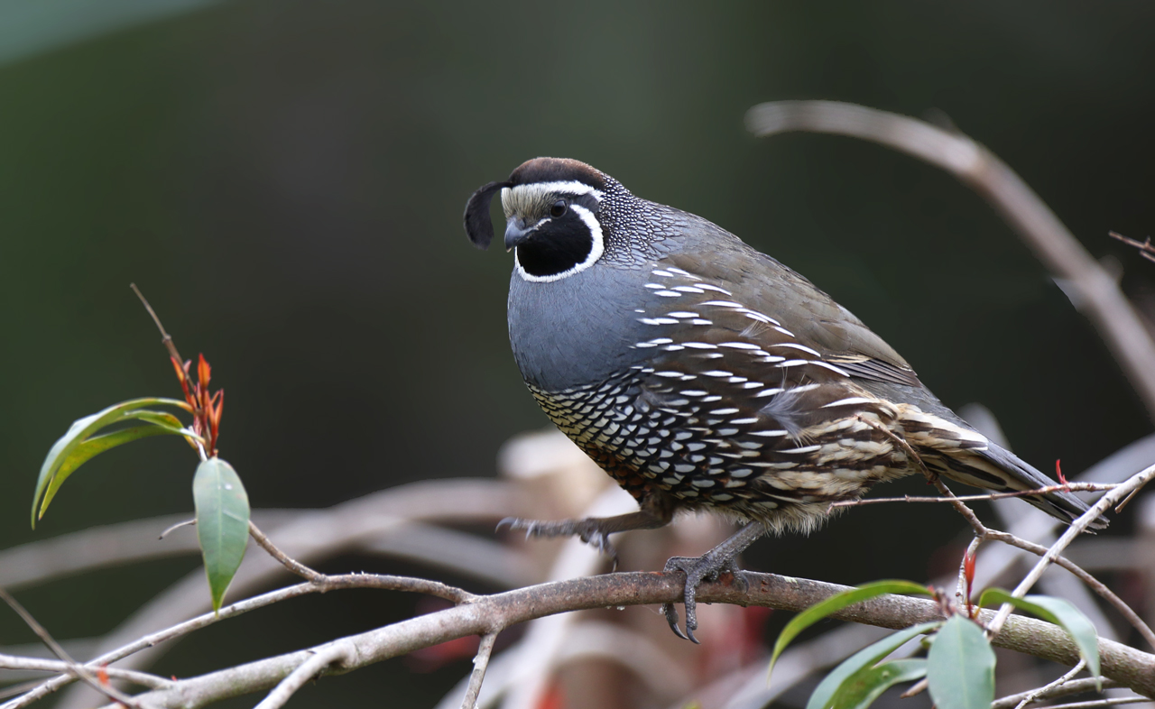 The Birding Lists Digest