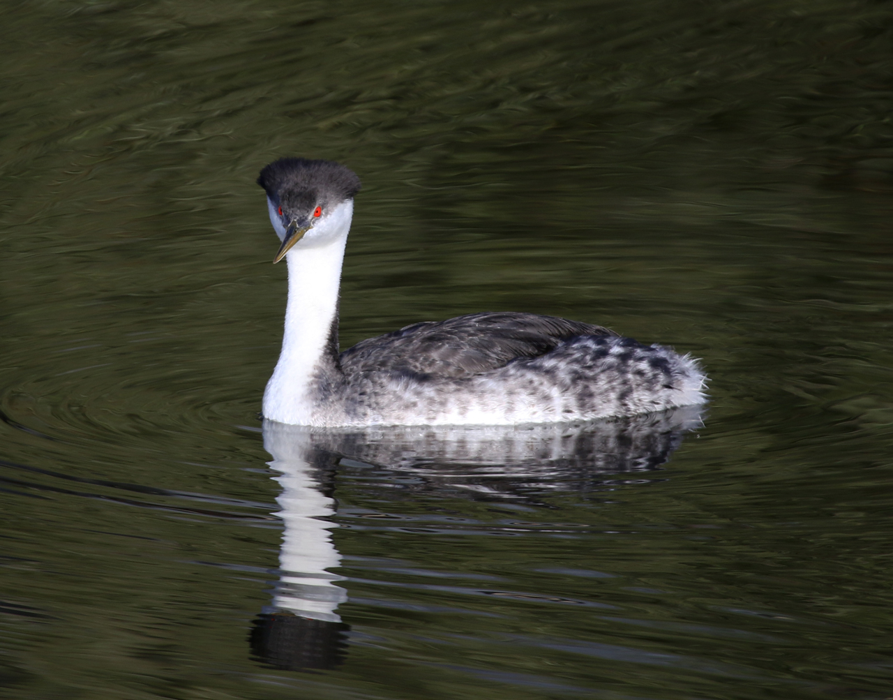 The Birding Lists Digest