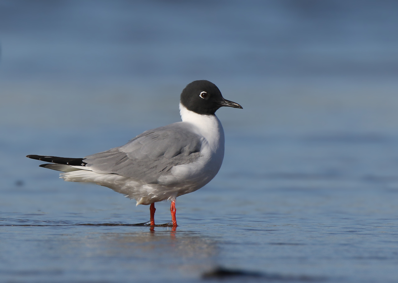 The Birding Lists Digest