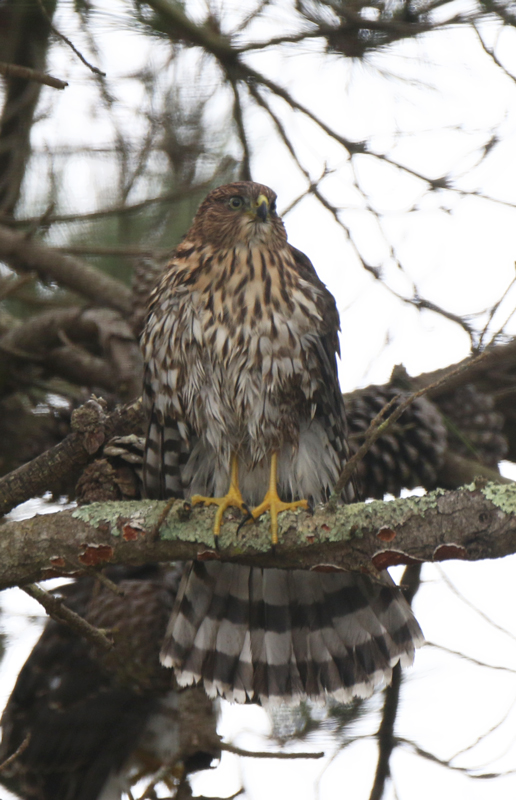 The Birding Lists Digest