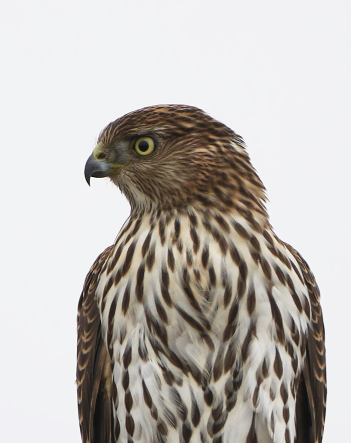 The Birding Lists Digest