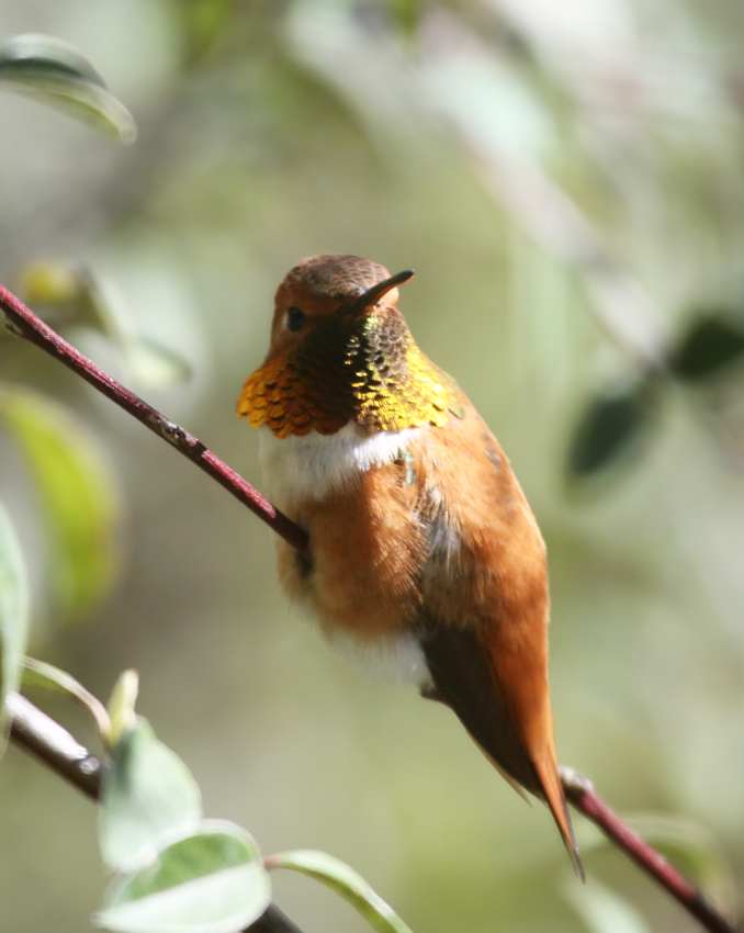 The Birding Lists Digest