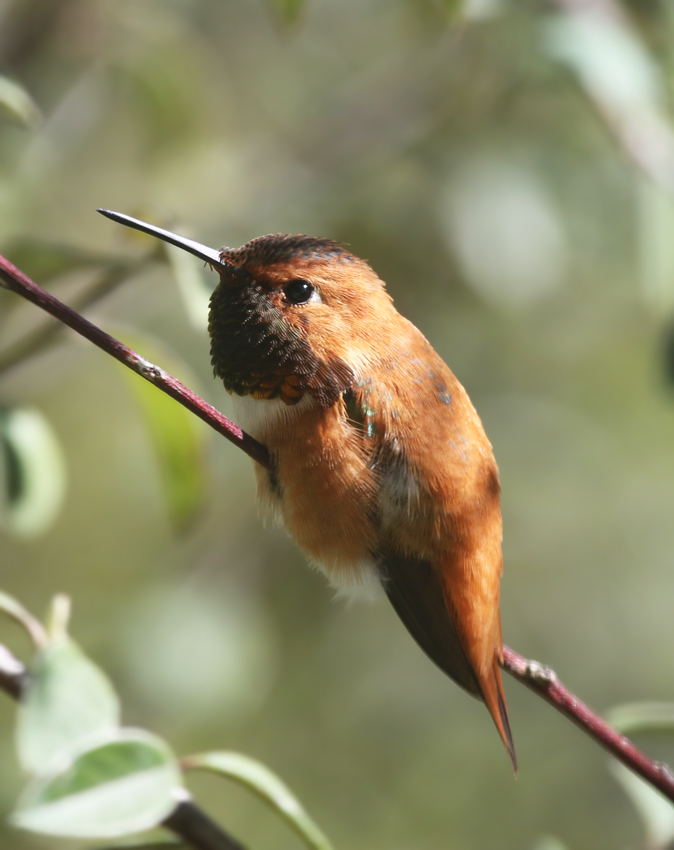 The Birding Lists Digest
