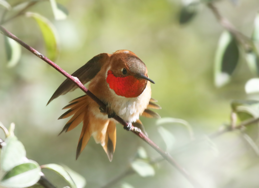 The Birding Lists Digest