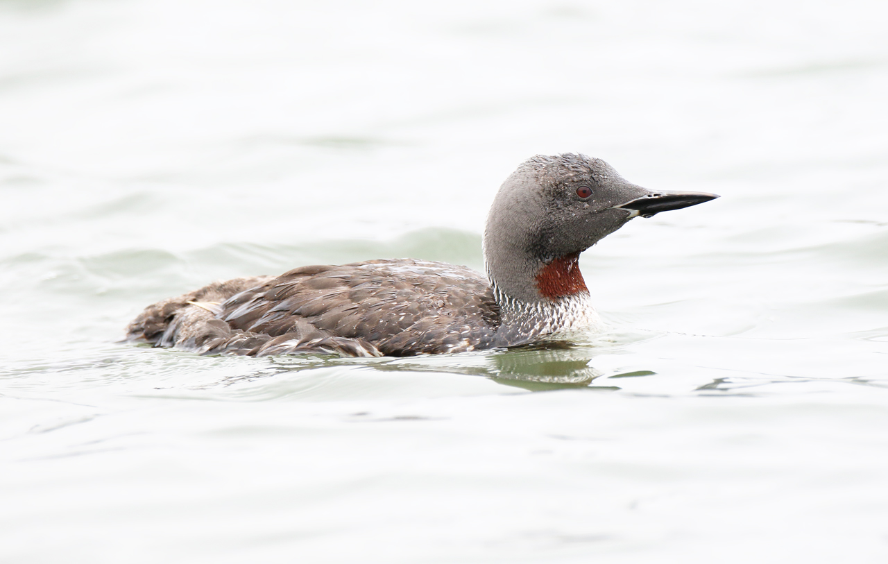 The Birding Lists Digest