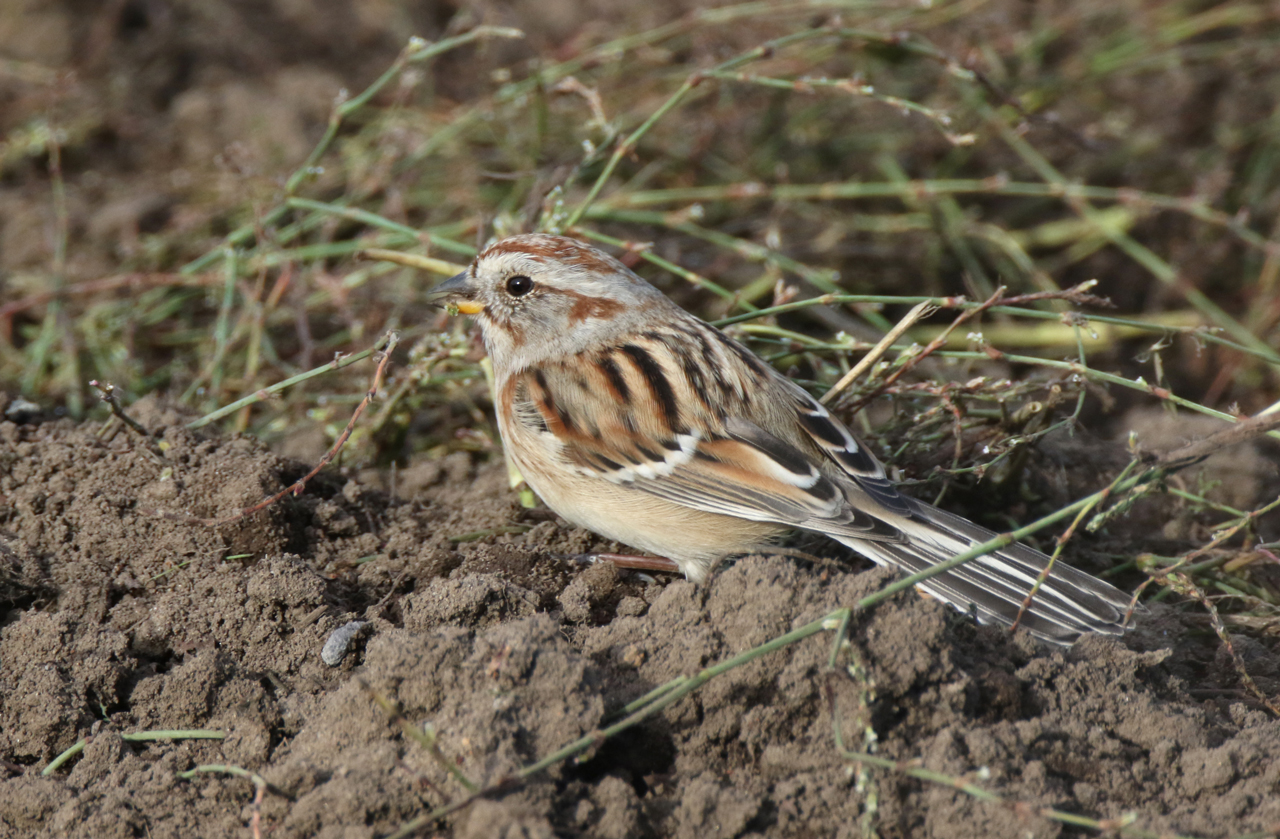 The Birding Lists Digest