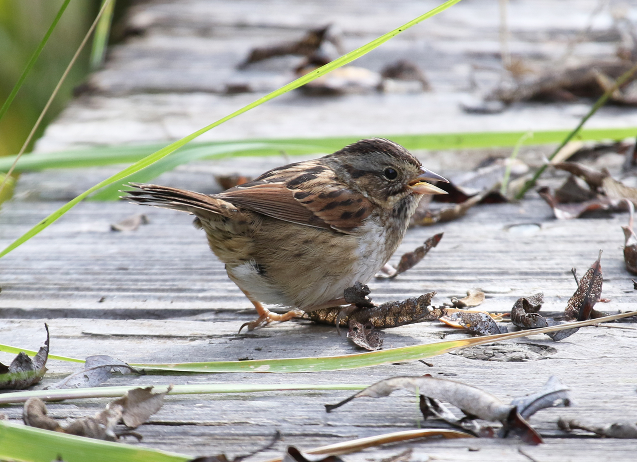 The Birding Lists Digest