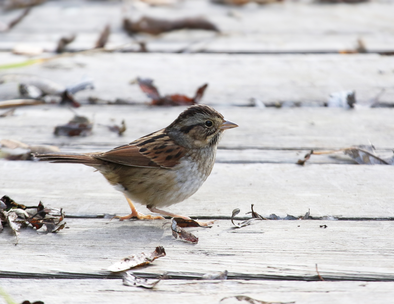 The Birding Lists Digest