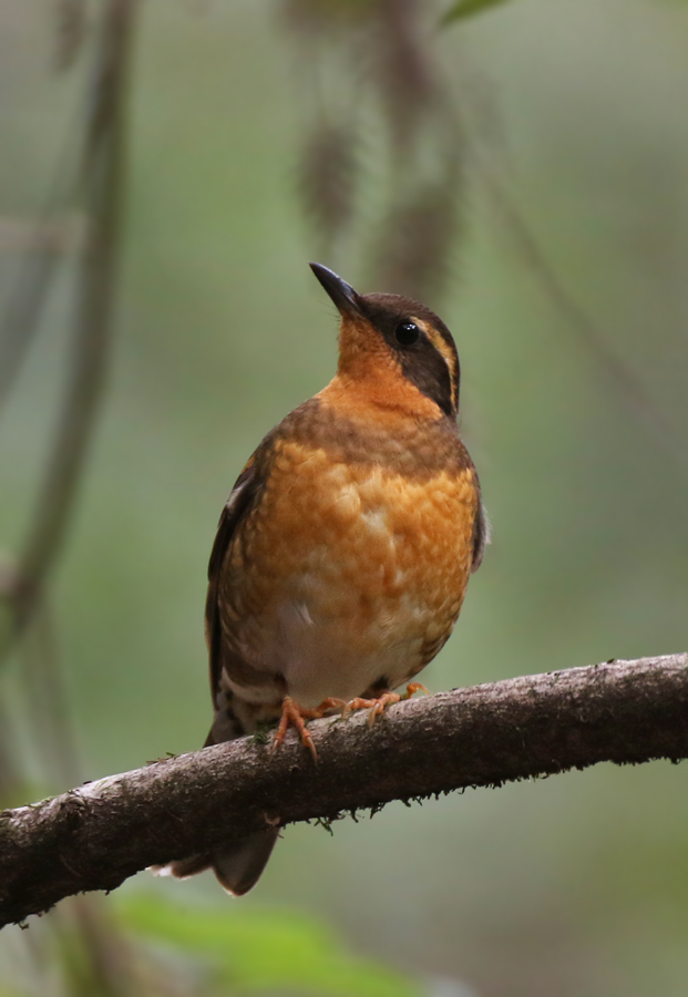 The Birding Lists Digest