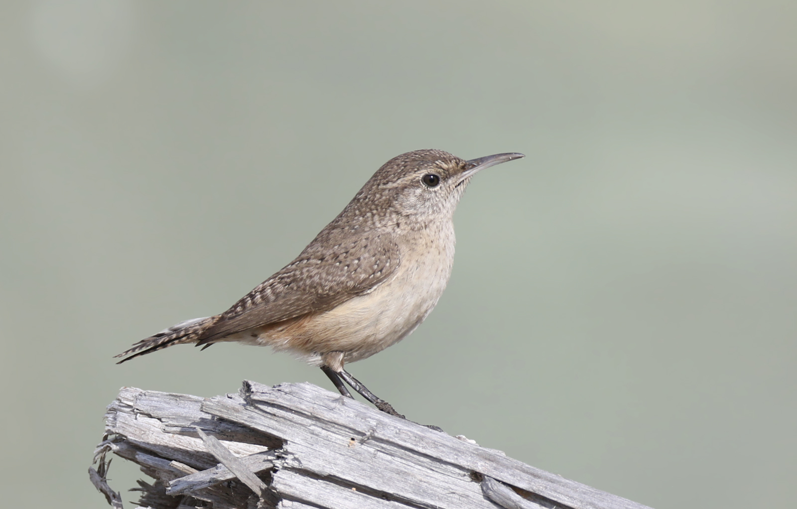 The Birding Lists Digest